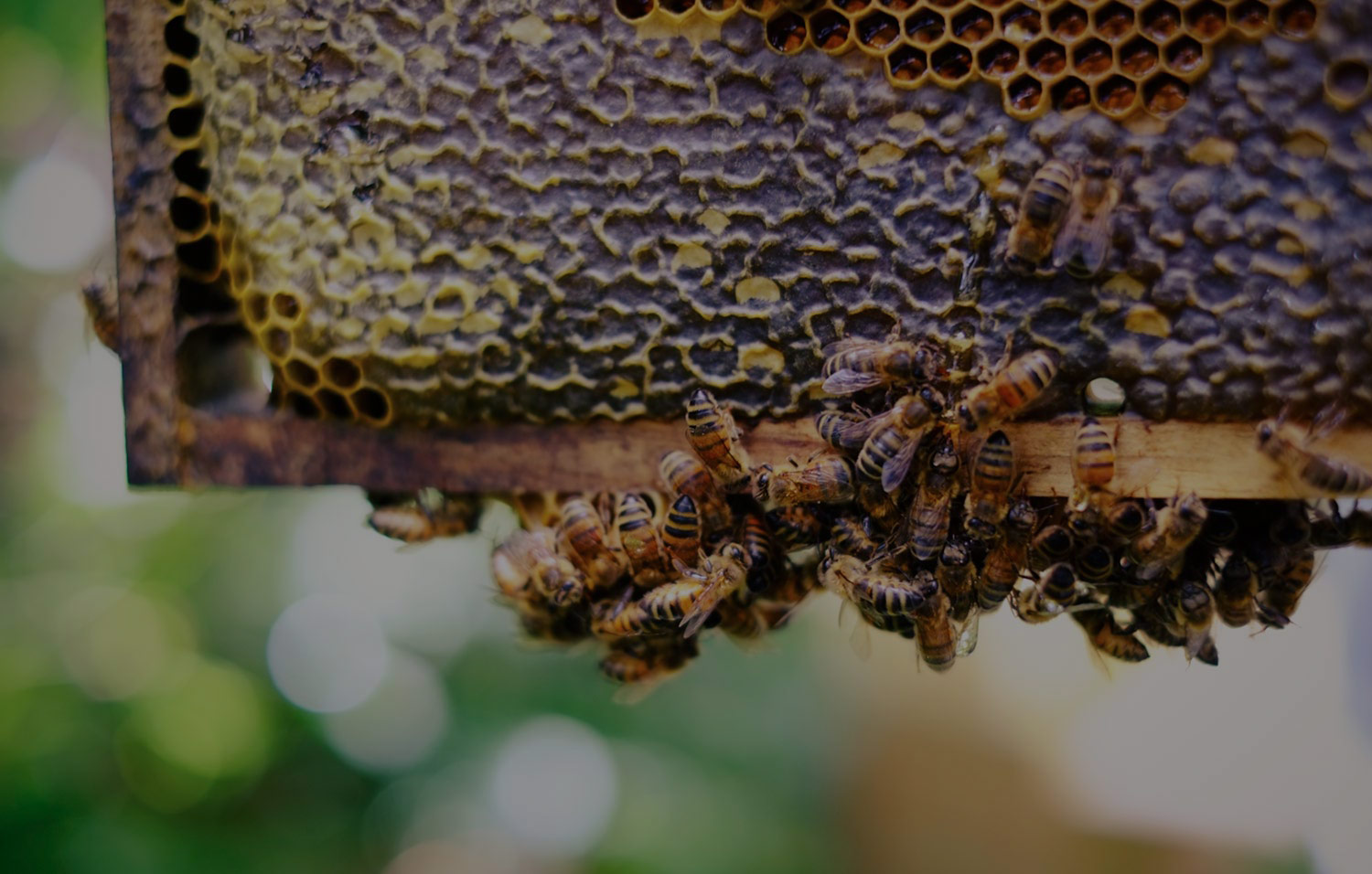 Beewise Beekeepers | Beekeeping community and supplies